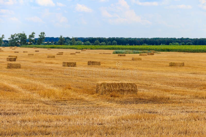 Rectangular Straw Bales on Field after the Grain Harvest Stock Image ...