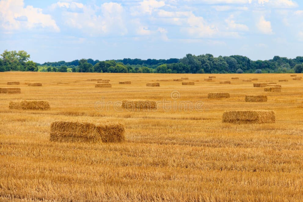 Rectangular Straw Bales on Field after the Grain Harvest Stock Image ...