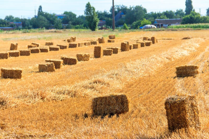 Rectangular Straw Bales on Field after the Grain Harvest Stock Image ...