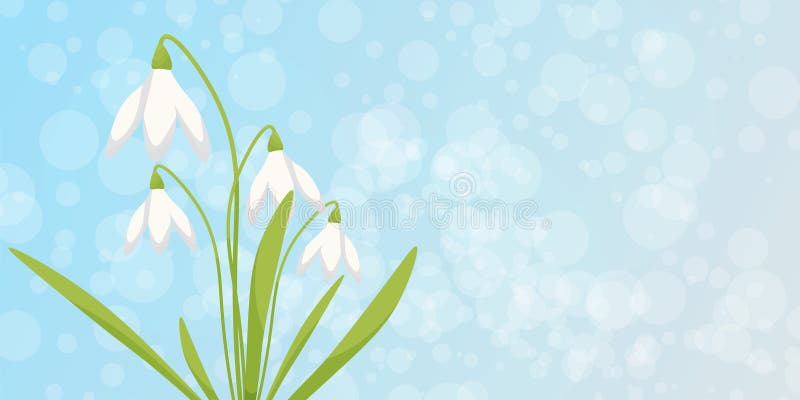 First Spring Flowers. Snowdrops on a Blue Background ,place for Text ...