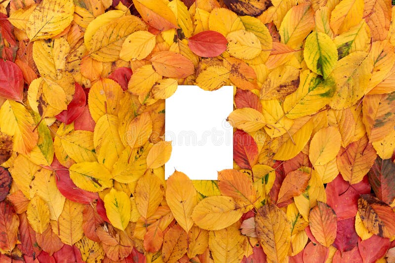 Rectangular White Empty Frame, Covered with Leaves Along the Edges ...