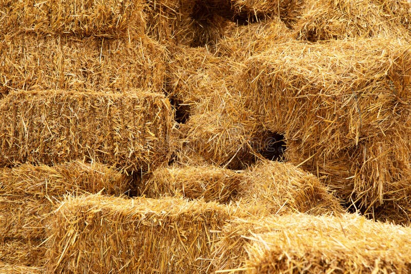 Hay Packs stock image. Image of field, packs, windrow - 43351393