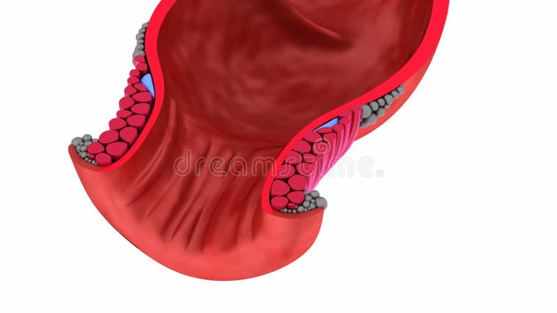 Recto humano, animación almacen de video. Vídeo de rebanada - 79675169