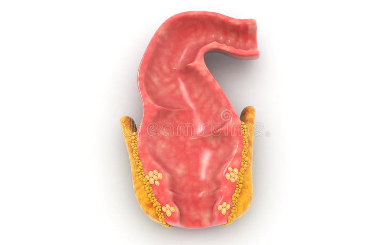 Rectum humain image stock. Image du rectum, image, muscle - 37067167