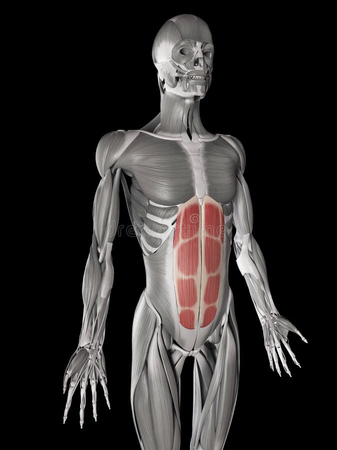 Human Rectus Abdominis Muscles On Skeleton Stock Illustration ...
