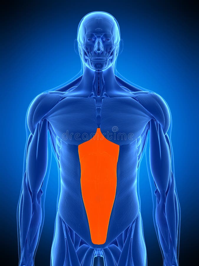 The rectus abdominis stock illustration. Illustration of biology - 72486673