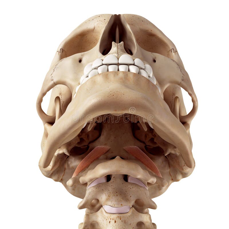 The Rectus Capitis Anterior Stock Illustration - Illustration of ...