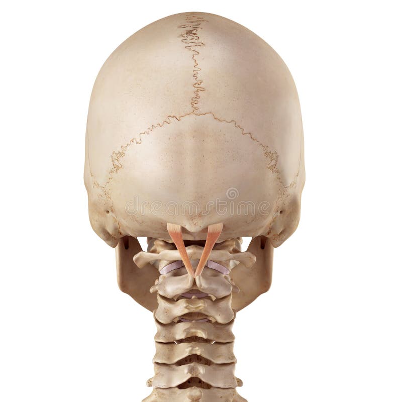 The longus capitis stock illustration. Illustration of science - 56286918