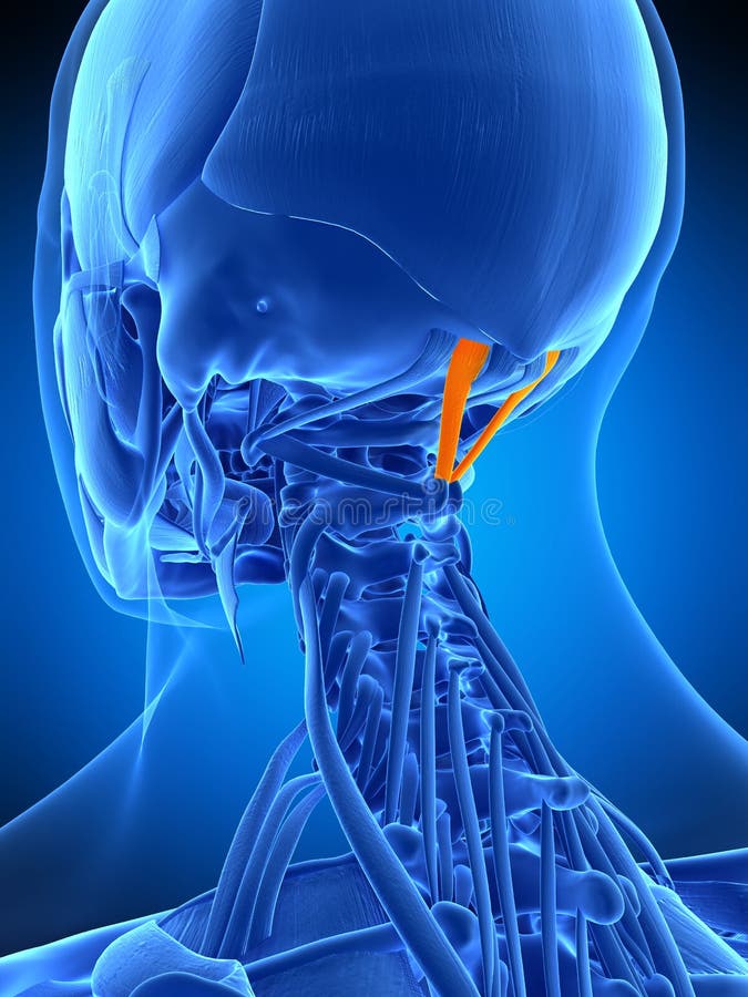 The Rectus Capitis Anterior Stock Illustration - Illustration of muscle ...
