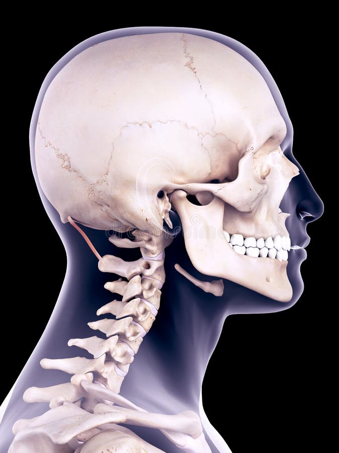 The Rectus Capitis Anterior Stock Illustration - Illustration of muscle ...