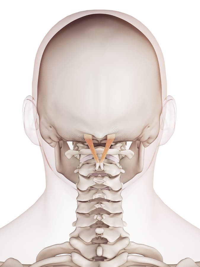 The Rectus Capitis Posterior Major Stock Illustration - Illustration of ...