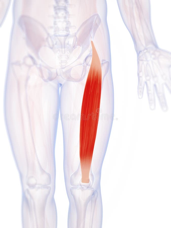 The rectus femoris stock illustration. Illustration of femoris - 34165681