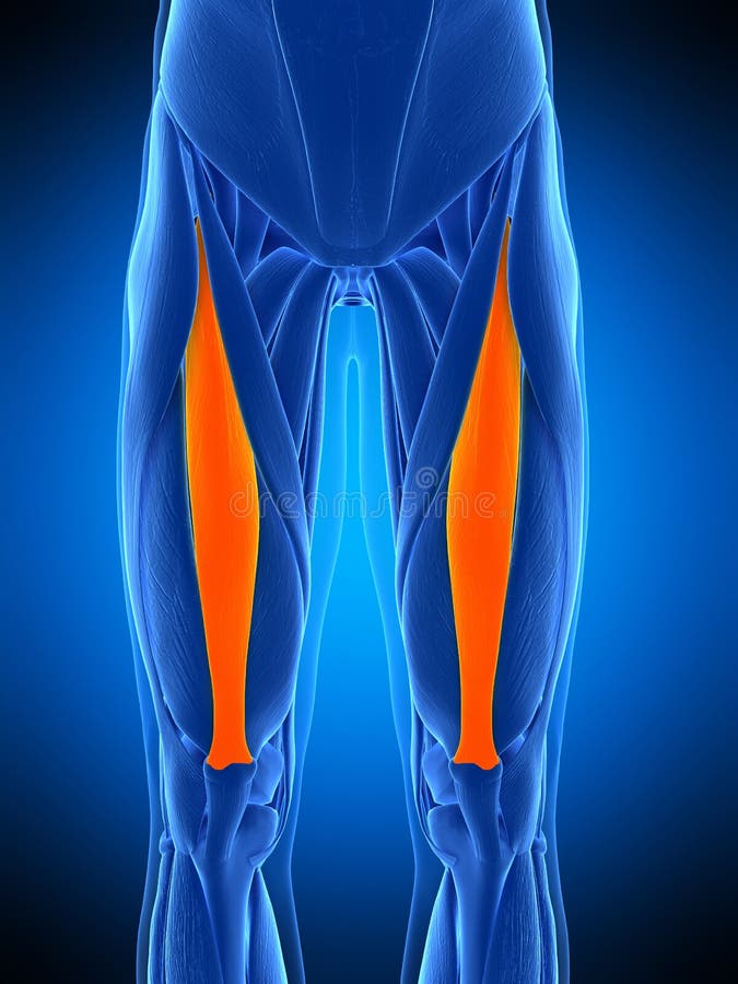 The rectus femoris stock illustration. Illustration of rectus - 56286815