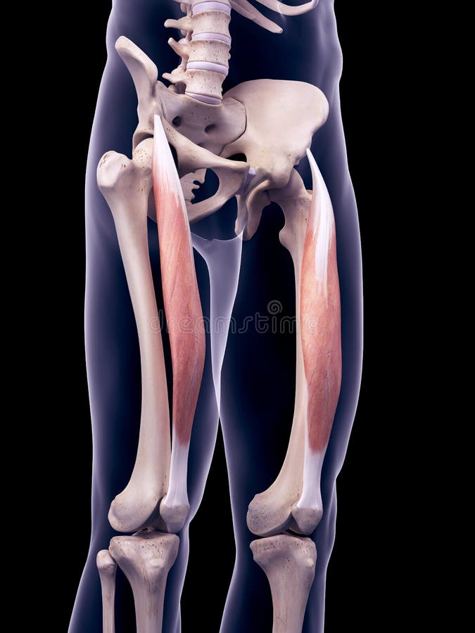 The rectus femoris stock illustration. Illustration of femoris - 34165681