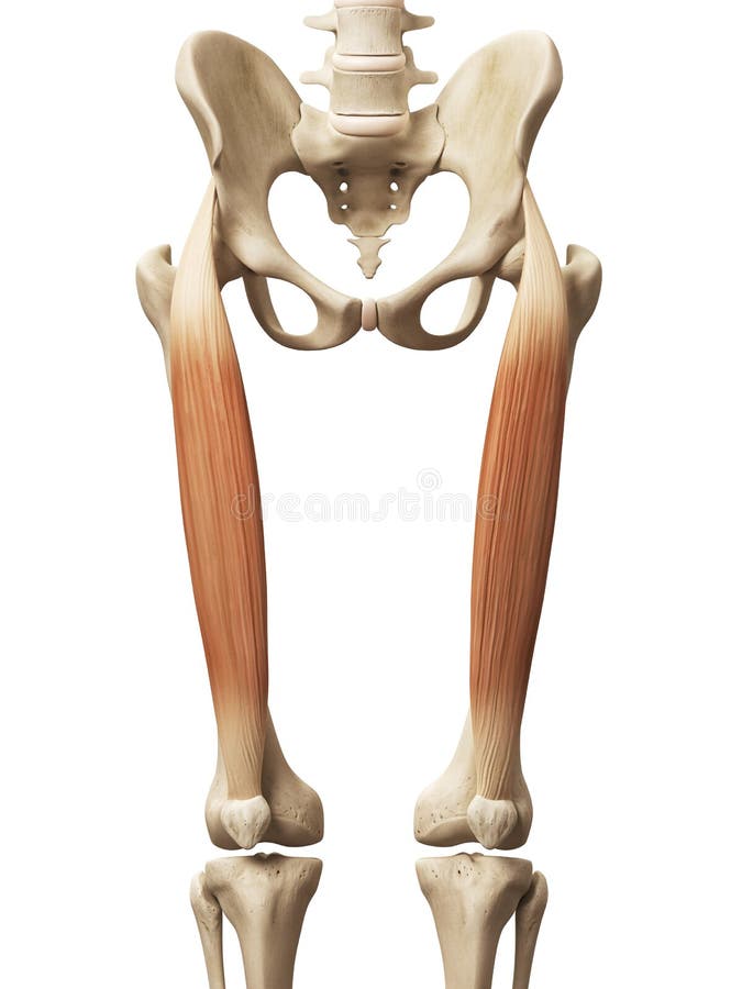 The rectus femoris stock illustration. Illustration of skeleton - 45575815