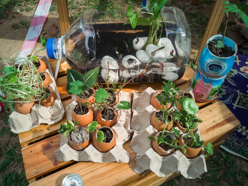 Recycled Bottle with Plants. Upcycle, Reuse and Greenery Concept Stock ...