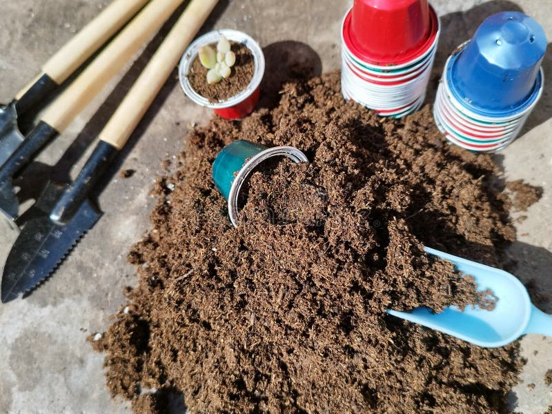 Recycling Coffee Capsules Planting Succulents Stock Photo - Image of ...
