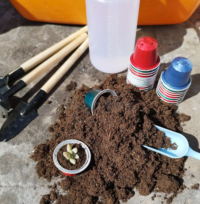 Recycling Coffee Capsules Planting Succulents Stock Image - Image of ...