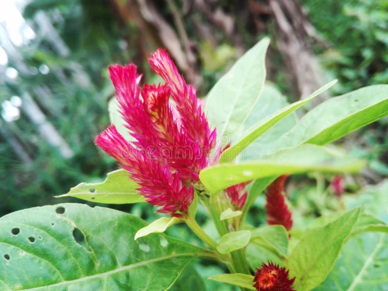 Red stock image. Image of green, group, salem, flower - 132409731