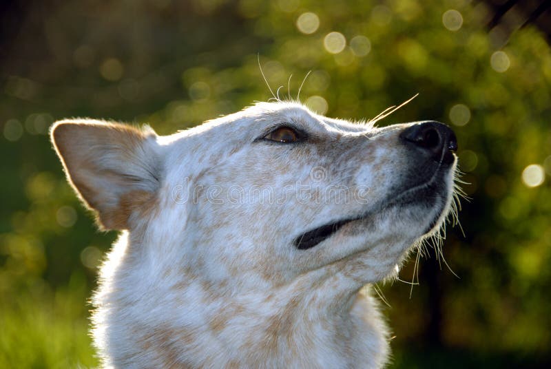 Animal - dingo stock photo. Image of hunt, canine, lupus - 227688