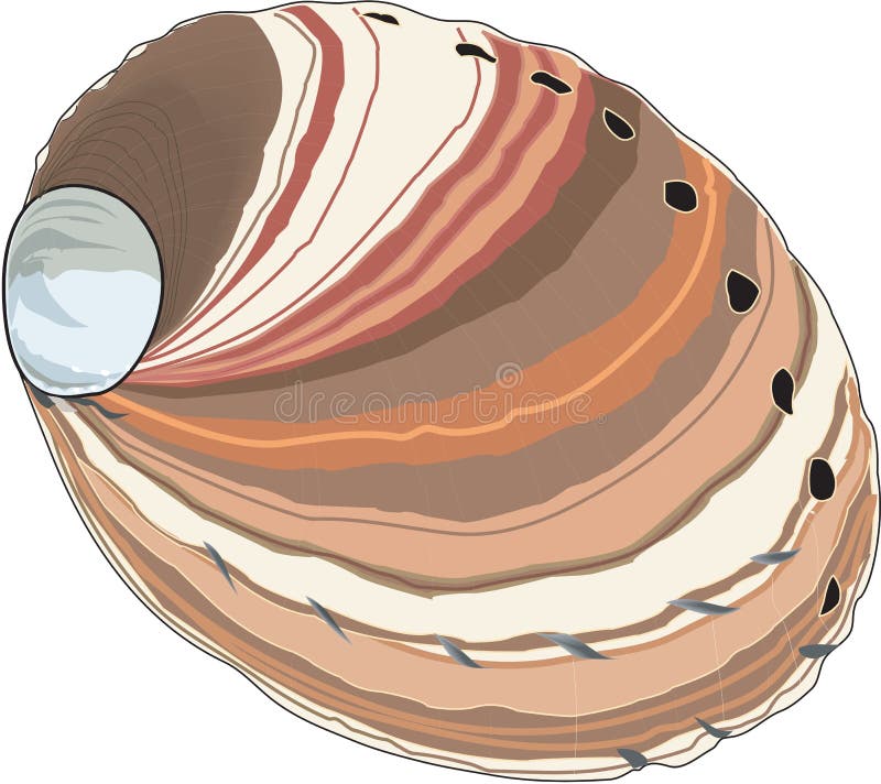 Abalone Stock Illustrations – 674 Abalone Stock Illustrations, Vectors ...