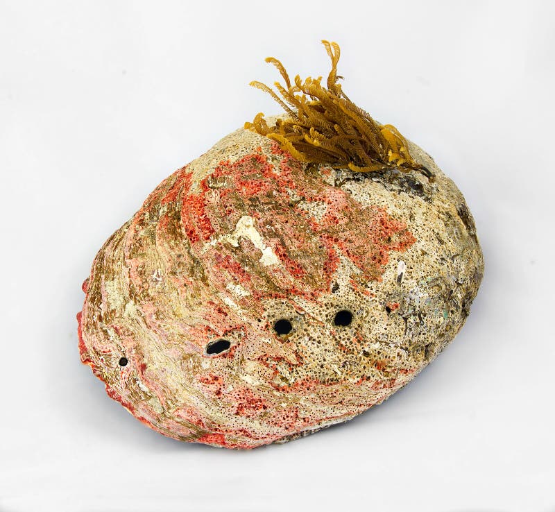 Red Abalone Shell with Pearlwort on Top Stock Image - Image of farm ...