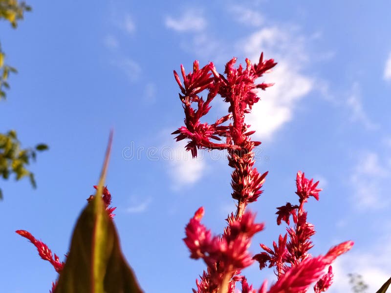 Red Abstract Flower, Red Grass on Sky Background Stock Image - Image of ...