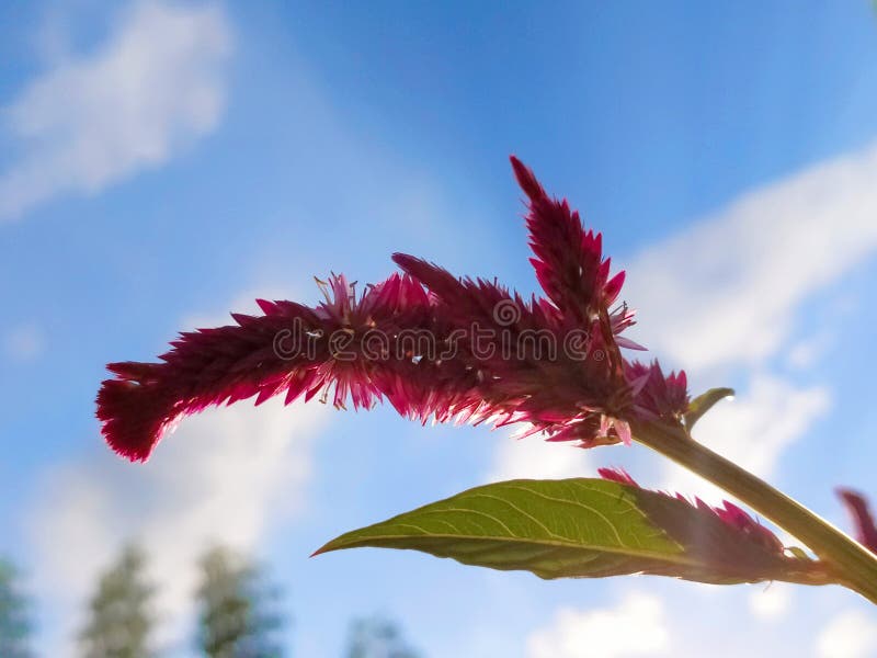 Red Abstract Flower, Red Grass on Sky Background Stock Image - Image of ...