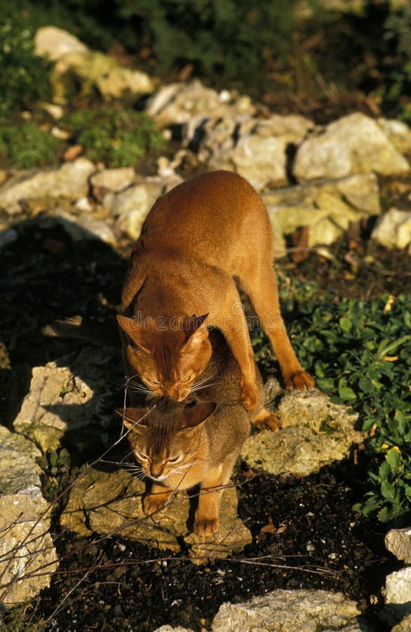 Chat accouplement stock image. Image of pair, abyssinian - 170403773