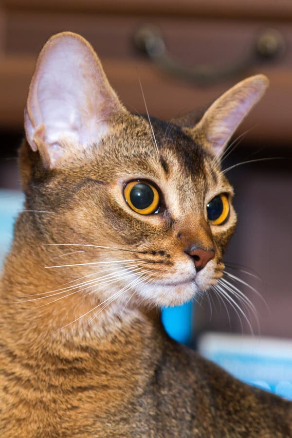 Red Abyssinian cat face stock image. Image of kitten - 68946045