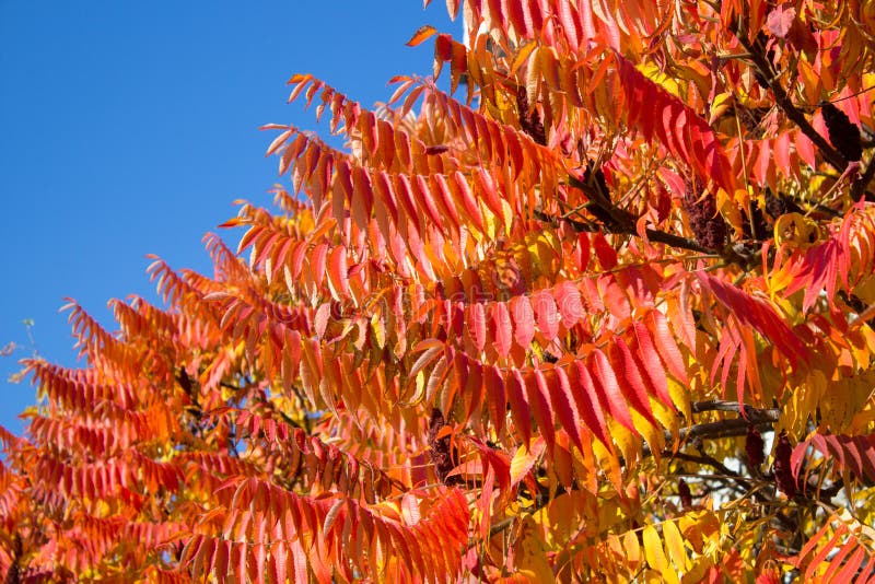 Red acacia leaves stock image. Image of september, closeup - 118057613