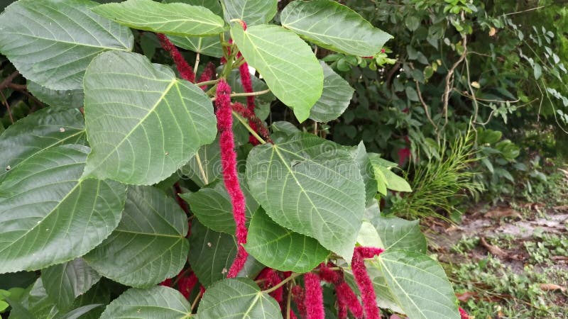Red Acalypha Hispida Flower Houseplant Stock Footage - Video of botany ...