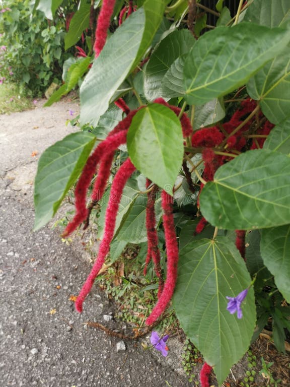 Red Acalypha Hispida Flower Houseplant Stock Image - Image of leaf ...