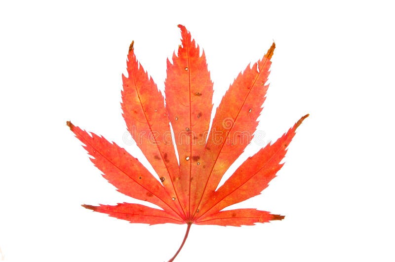 Red Acer leaf stock photo. Image of foliage, white, acer - 61773906
