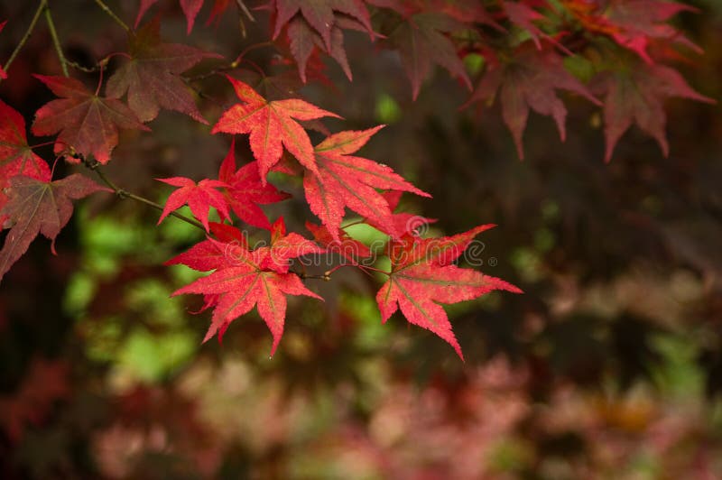 Red Acer leaves stock image. Image of nature, beauty - 44924155