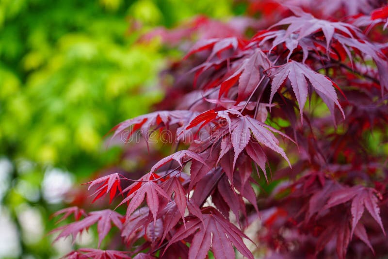 Red Acer Palmatum Tree Under Green Bush Background Stock Image - Image ...