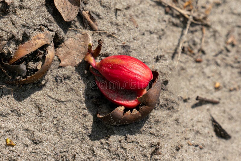 Red Acorn on a Sandy Ground Stock Photo - Image of nature, detail ...