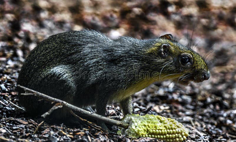 Red acouchi 1 stock image. Image of south, ecology, portrait - 255601147