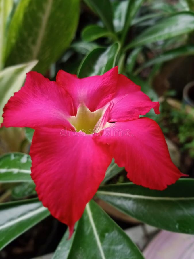 Red Adenium flower stock image. Image of beautiful, adenium - 277688745