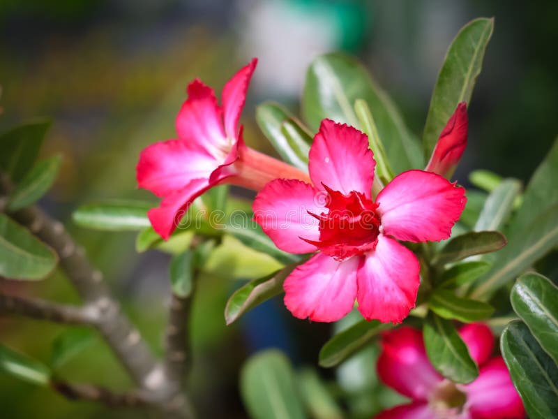 Red Adenium Flower with Close Up View Stock Photo - Image of pink ...
