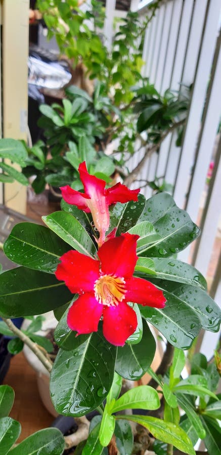 Red Adenium Flower at Fence Stock Image - Image of fence, bloom: 202264981