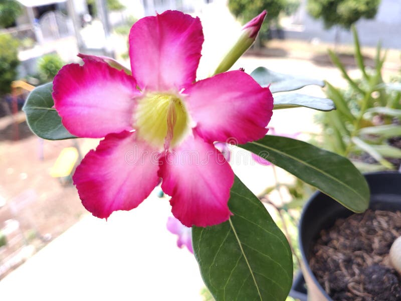 Red Adenium Flower in a Green Pot Stock Photo - Image of flower, fresh ...