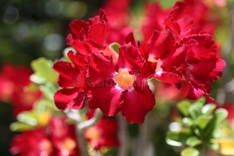 Red Adenium flowers. stock image. Image of colorful, flora - 98415403