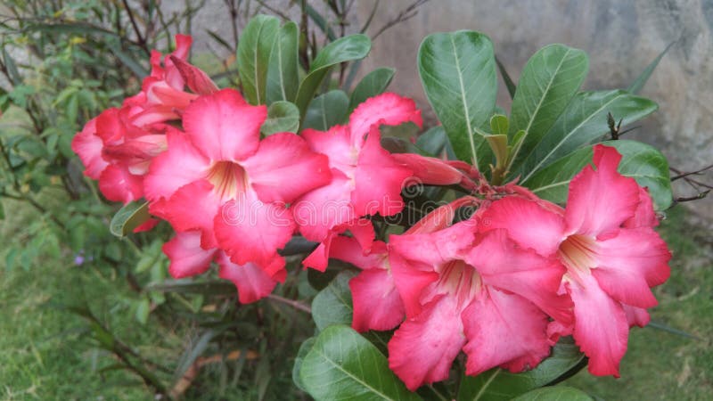 Red Adenium Flowers on the Tree, Close Up Stock Image - Image of leaf ...