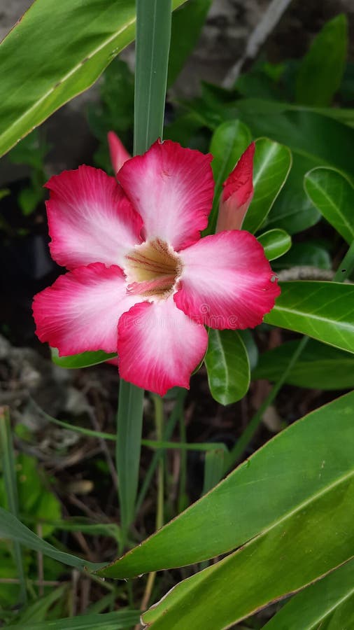 Red Adenium Obesum stock image. Image of adenium, petal - 238029927