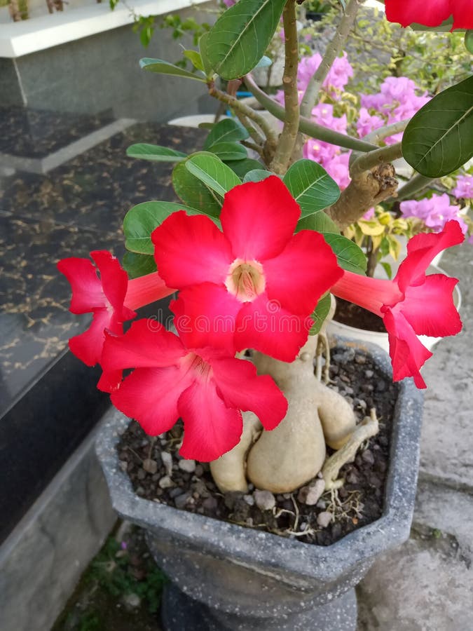 The Red Adenium Ornamental Plant Stock Photo - Image of produce, plant ...