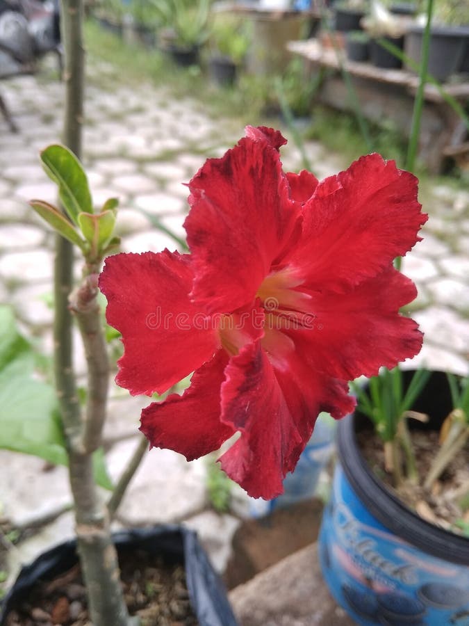 Red adenium plants flowers stock photo. Image of garden - 240109240