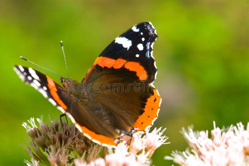Red Admiral Butterfly Close-up Stock Photo - Image of pink, butterfly ...