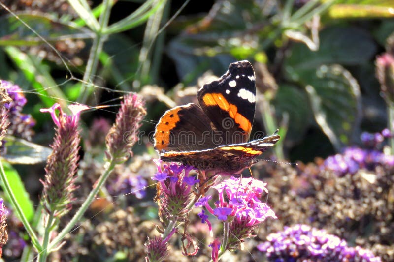 Red Admiral Butterfly stock photo. Image of closeup, colorful - 64985212