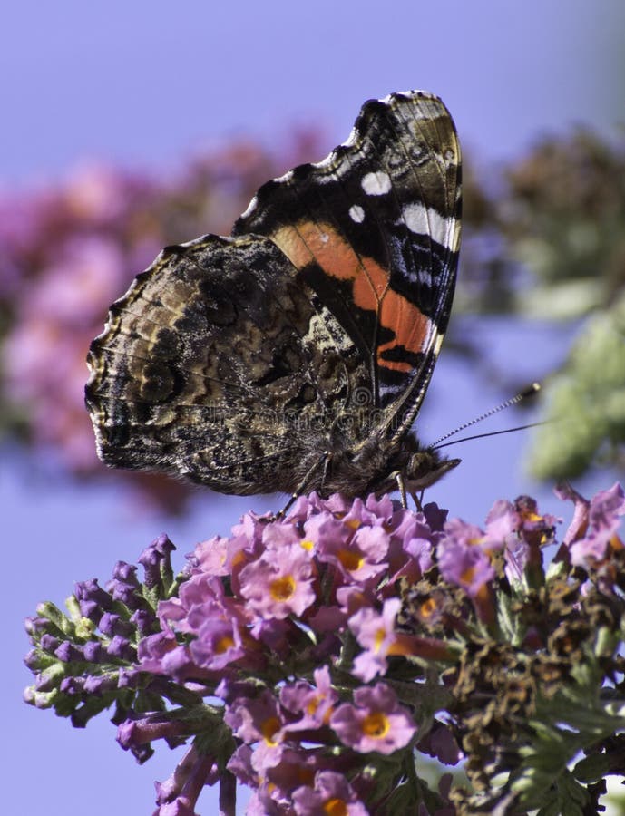 Red Admiral Butterfly stock image. Image of pink, white - 33329455